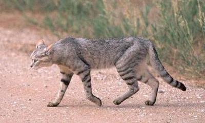 Kucing Liar Afrika (Felis silvestris lybica) | Kucing Felidae