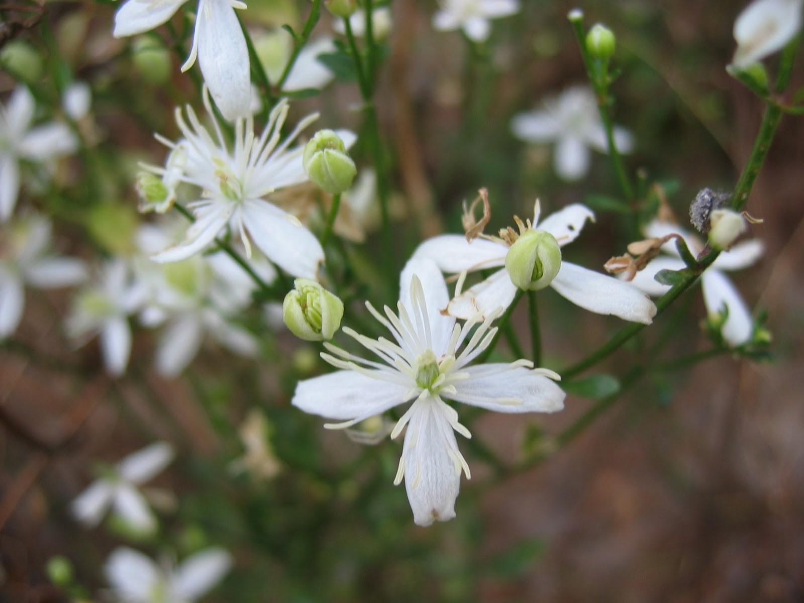 Universo Botánico: Clematis flammula L. (Clemátide)