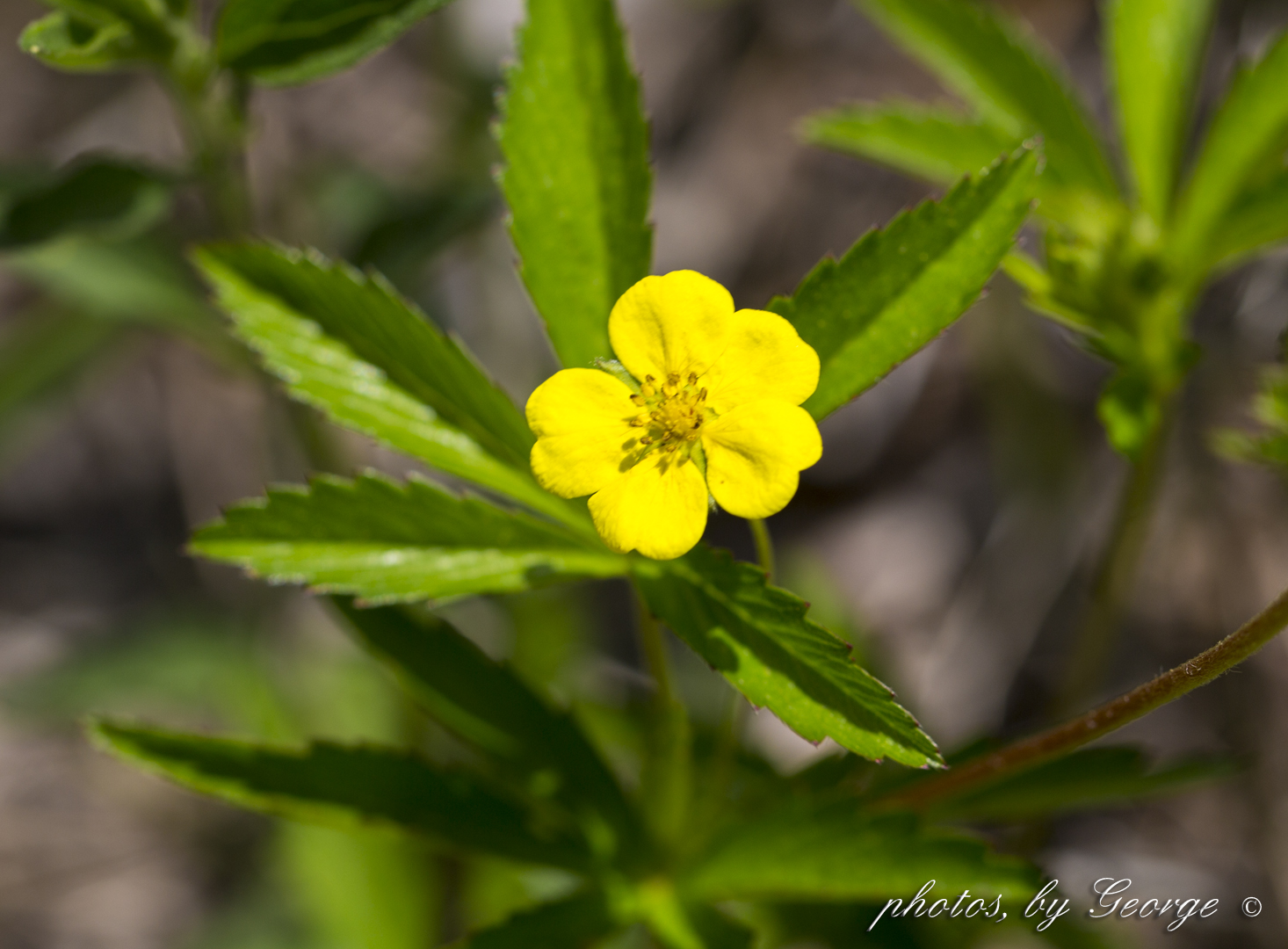 "What's Blooming Now" : Common cinquefoil (Potentilla simplex)