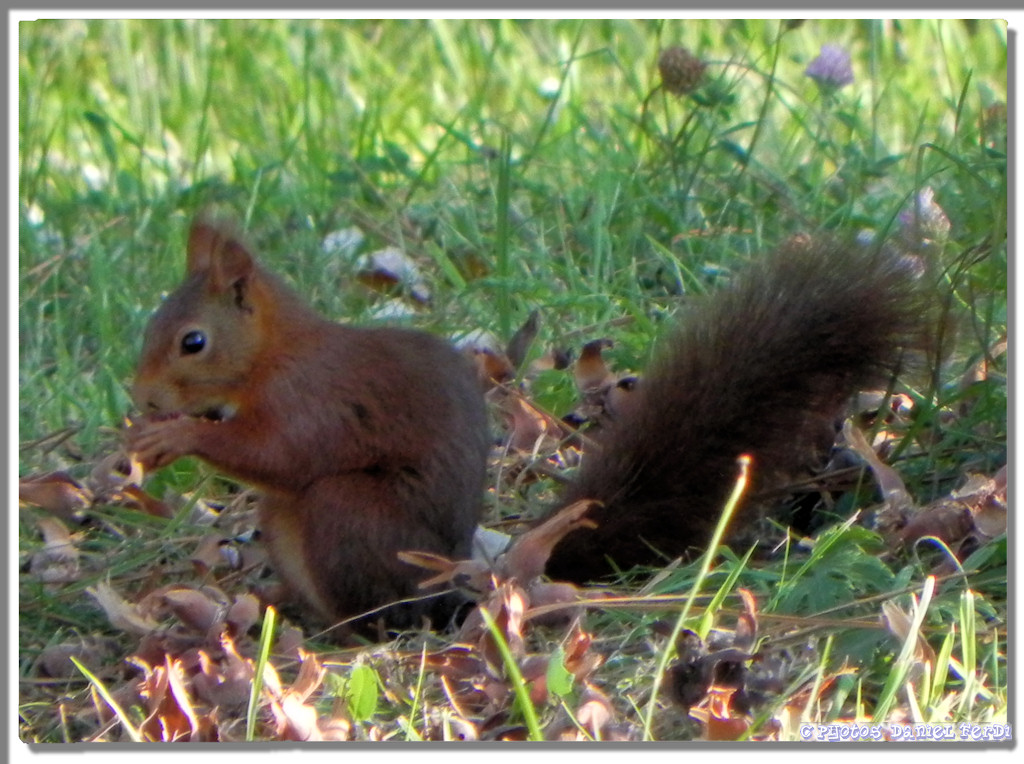 Chez Madeleine: Ecureuils