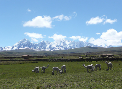 Margaret Park: Environmental Adaptations: The Zulu & Andean Indians