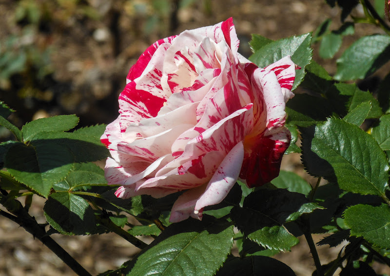 Garden State Roses: Reeves Rose Garden Update