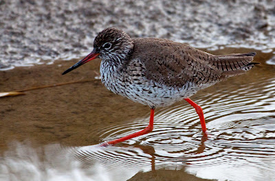 Fotografía y Naturaleza en Doñana: Pájaro-Moscón europeo, Martín y ...