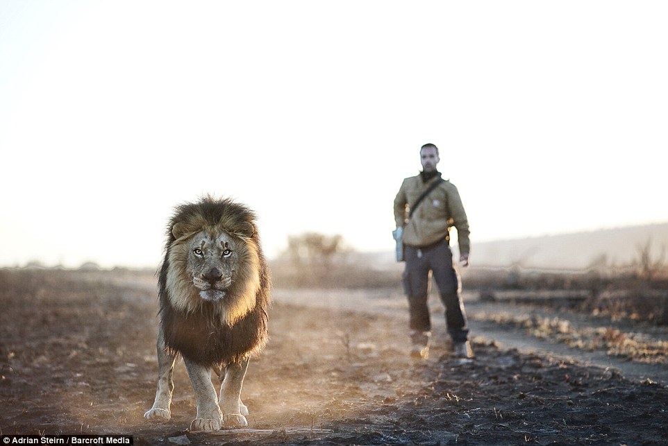 Incredible photos show the bond between a man & his pride of lions