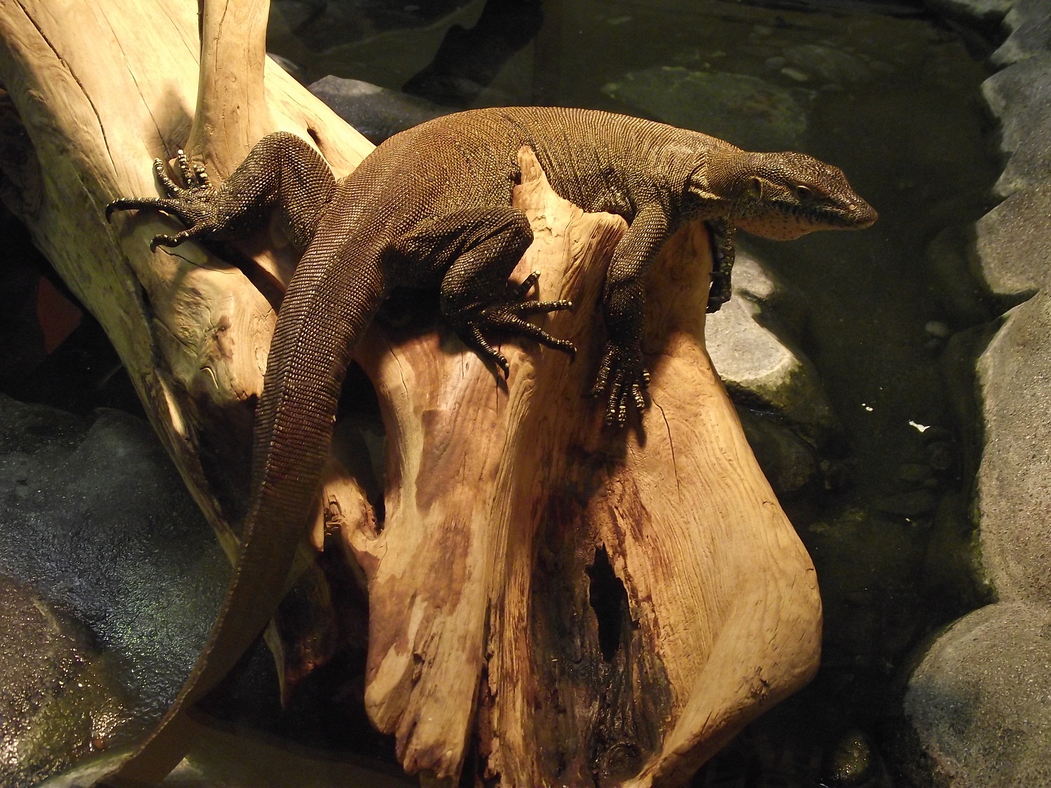 Mertens' Water Monitor