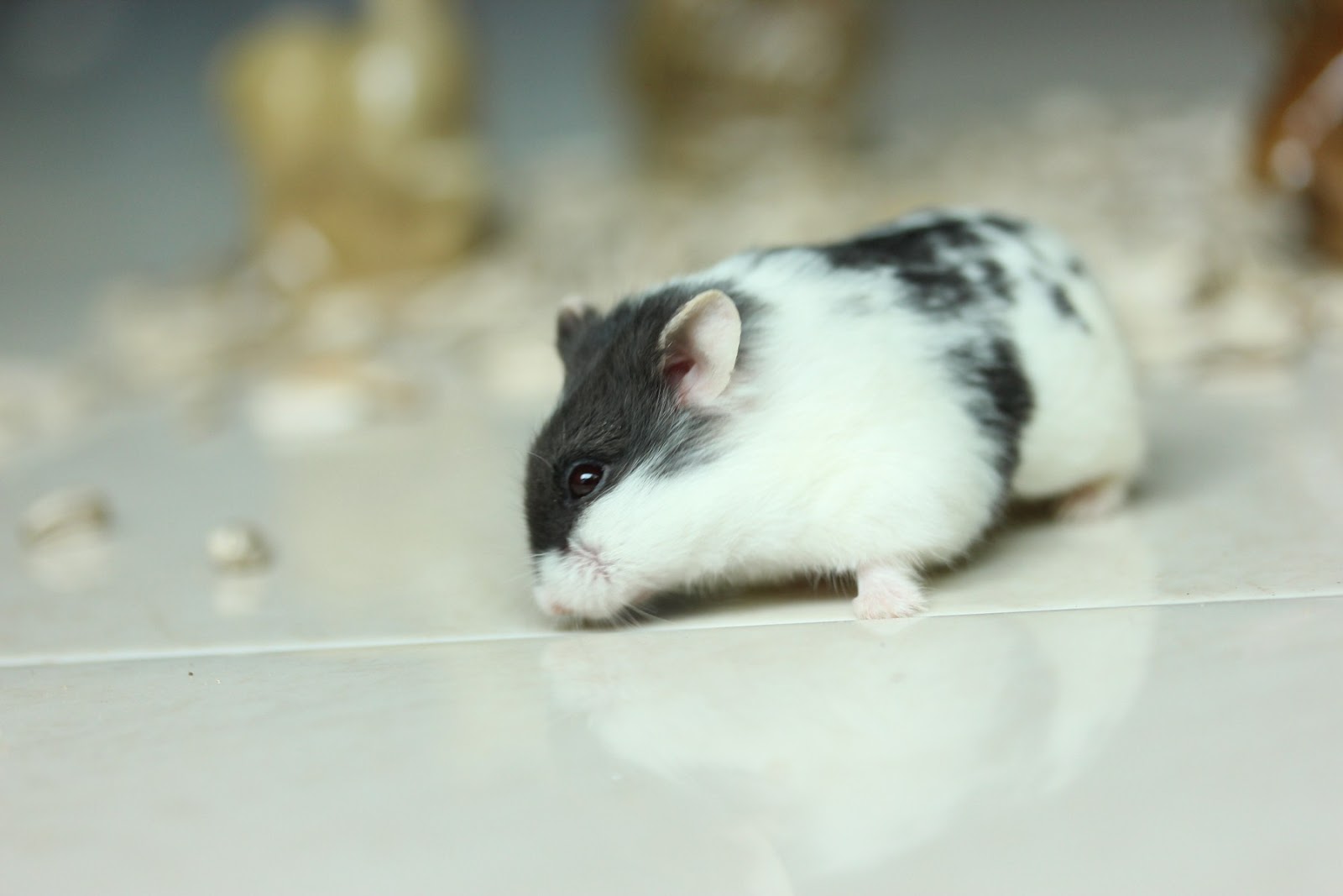 Gallery Hamster 8 ( Campbell Blue Mottled / Panda Blue ) | Hamster ...