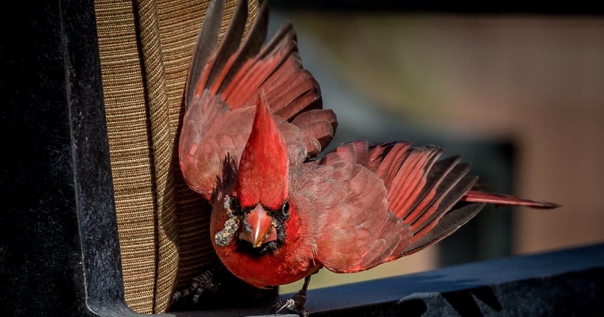 Feather Tailed Stories: Northern Cardinal southwest (diseased)