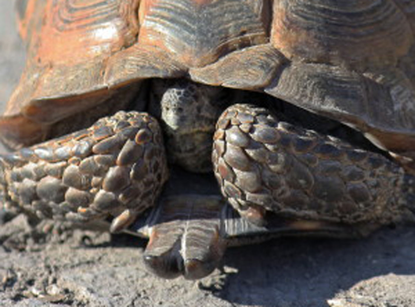Mark & Teri's Travels: Texas Tortoise (Gopherus berlandieri)
