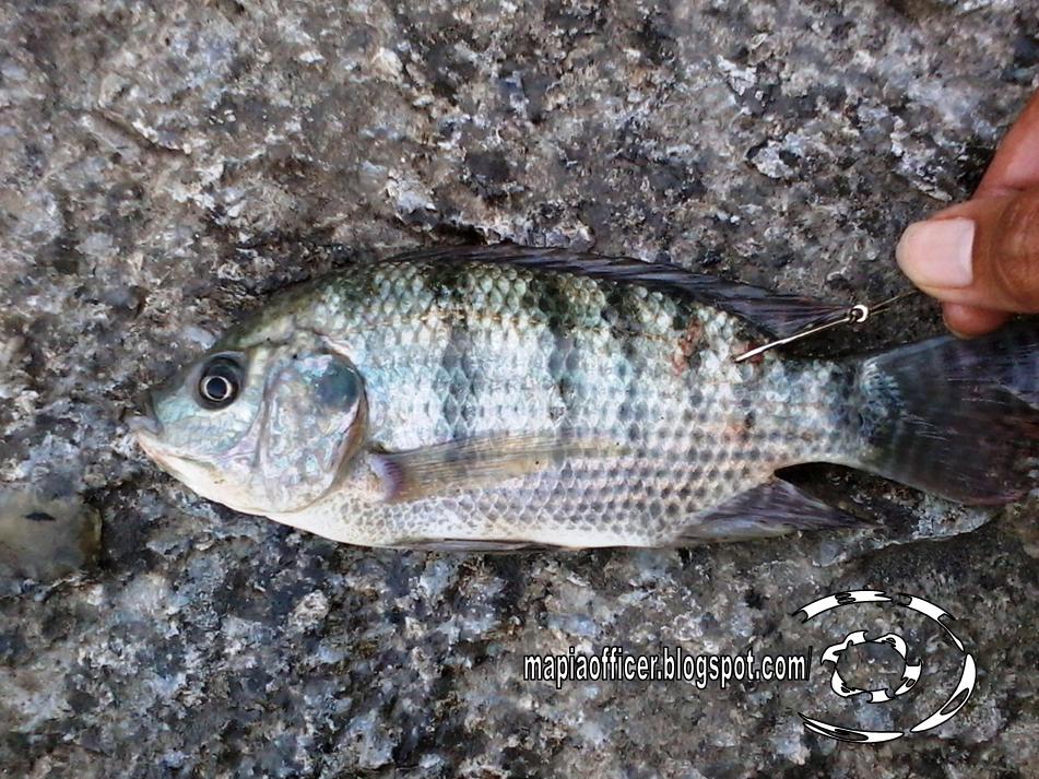 Malaysian Mafia @ Giant Snakehead: Jenis Perambut Toman & Cara ...