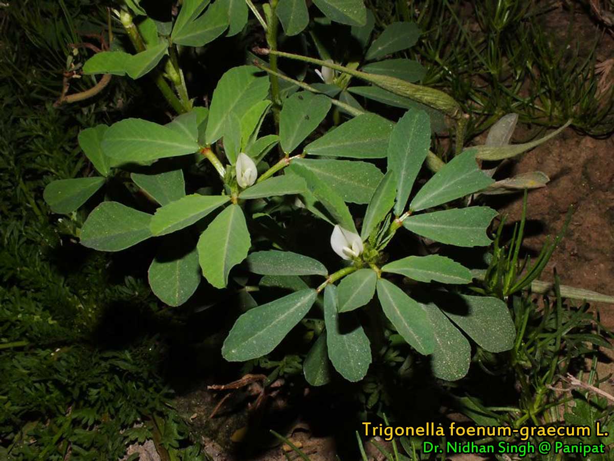 Medicinal Plants: Trigonella foenum-graecum, Fenugreek, Methi, menthulu ...