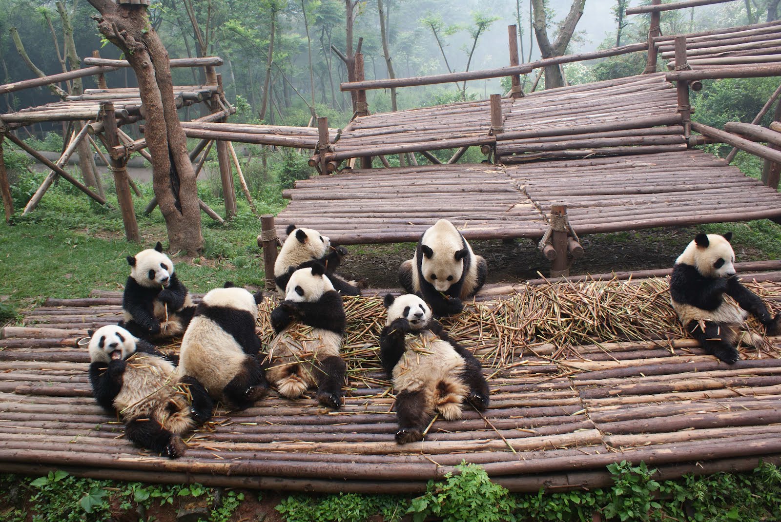 Michelle and Gareth's travel blog: Cuddling a Giant Panda