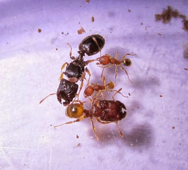 Photos and Info on Ants and Termites of Malaysia: Pheidole sp