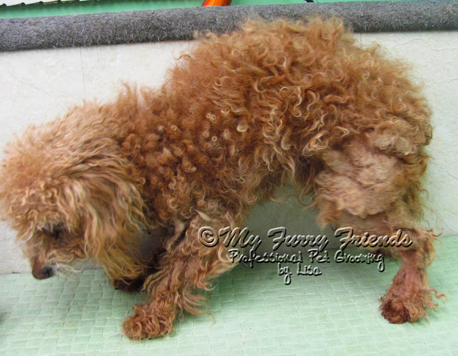 Pet Grooming: The Good, The Bad, & The Furry: Working With Vague ...