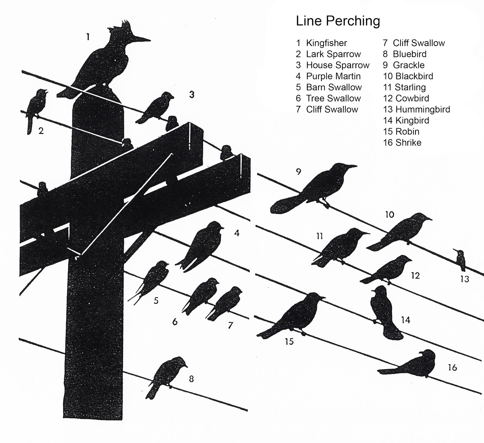 QuestX: Bird Silhouette Identification Sheets