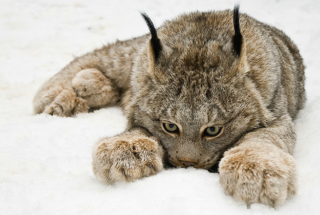 White Wolf : Canadian Lynx And Their Amazing Big Paws (14 Pics)