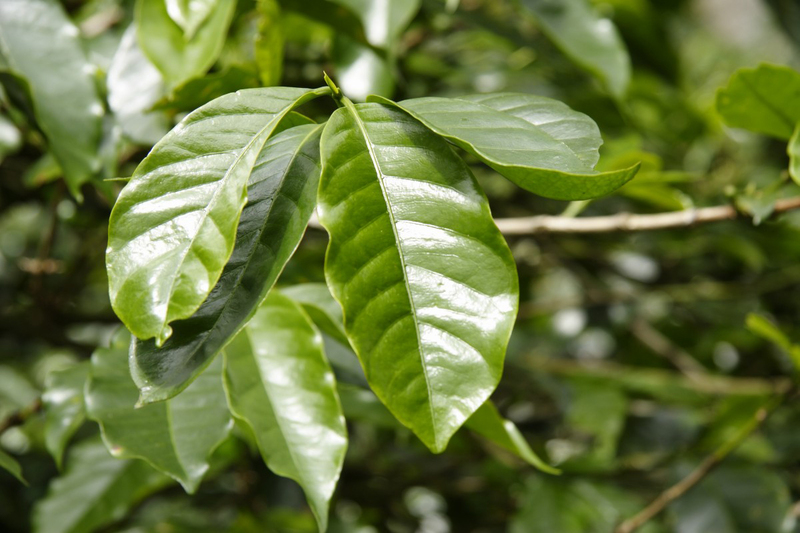 Simple Ways to Stay Healthy: Coffee Leaf Tea