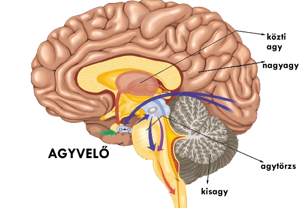 I love biosz: KÖZPONTI IDEGRENDSZER