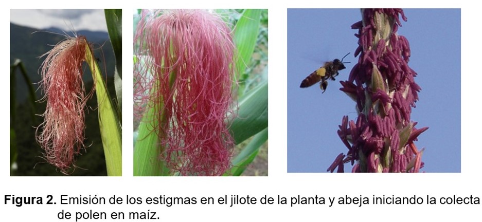 Francisco Chablé Moreno IT Roque: Fecundación maíz