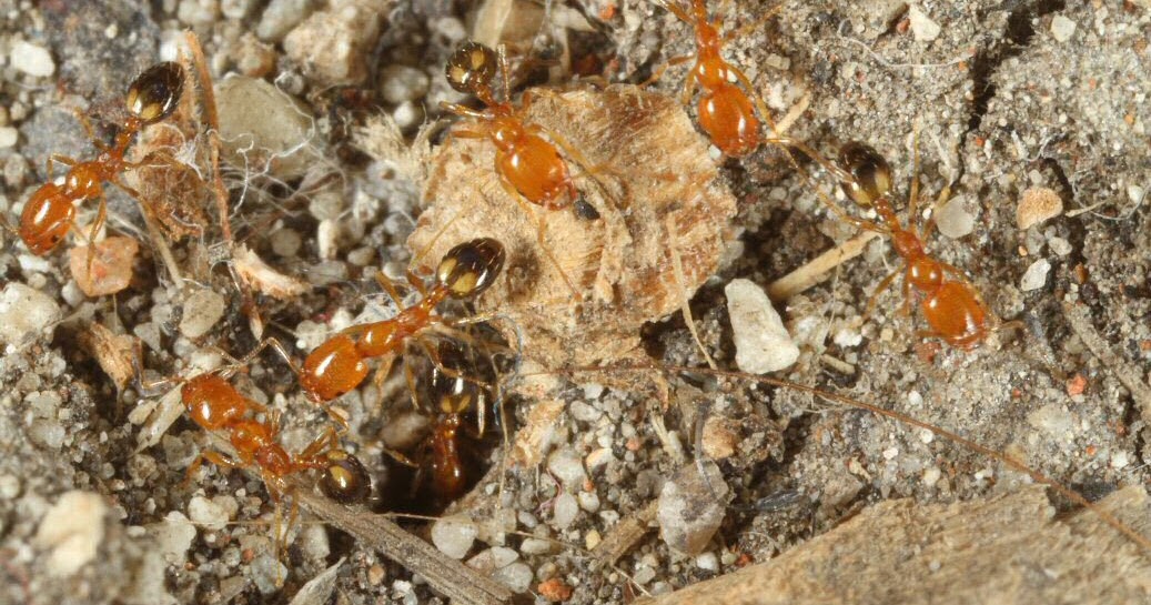 fourmis de Cuba- Hormigas de Cuba- Ants of Cuba: Monomorium pharaonis