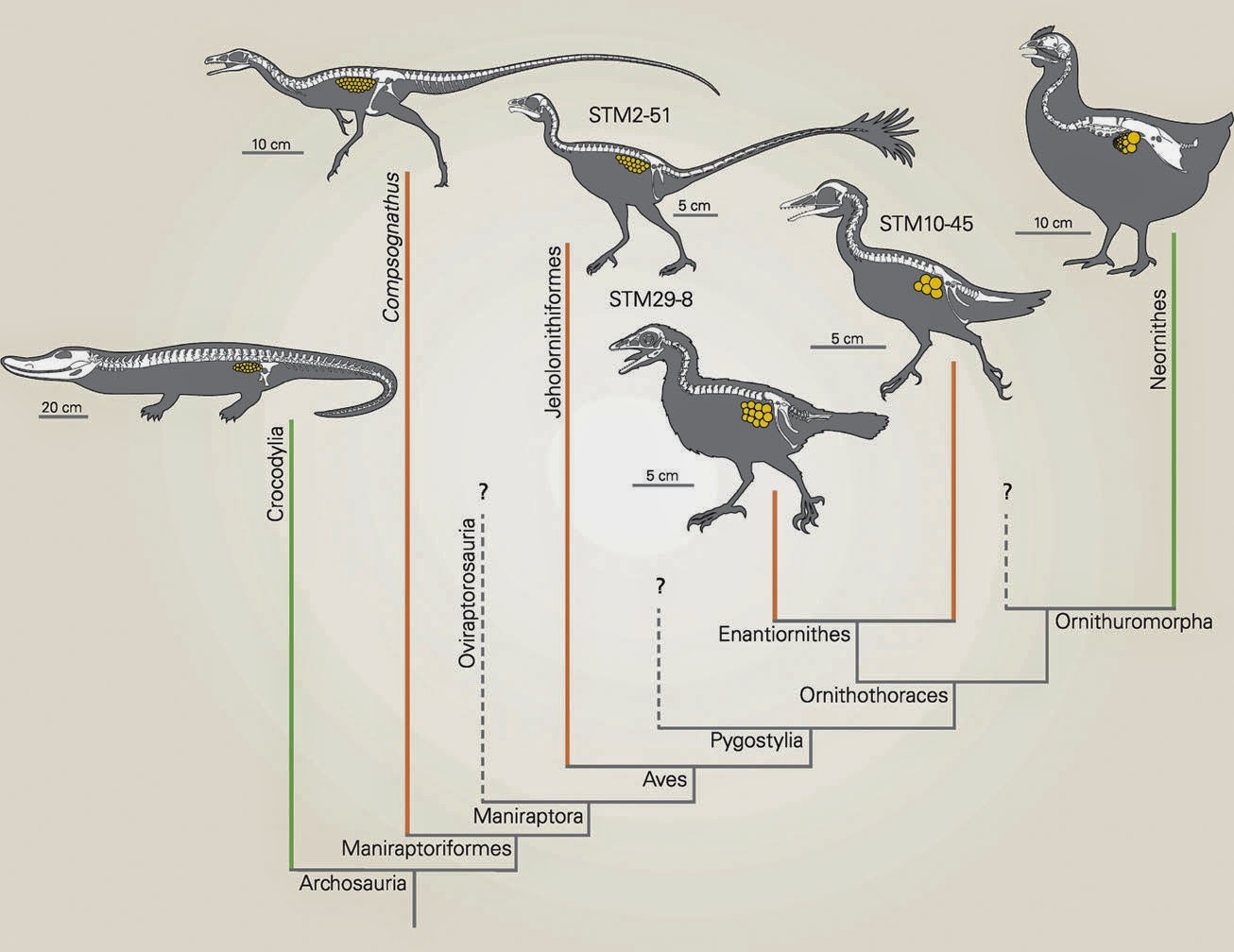 Sciency Thoughts: Preserved ovarian follicles in Mesozoic Birds.