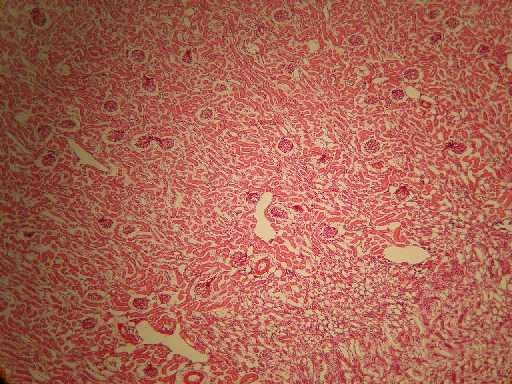 Histologia: Sistema Urinário