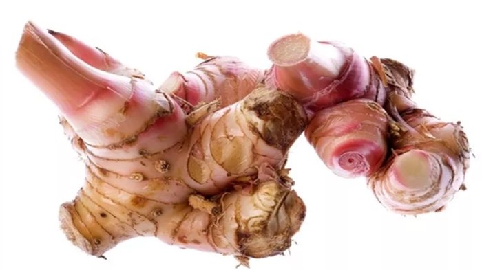 Simplisia Rhizoma | Farmakognosi Tanaman Obat Tradisional