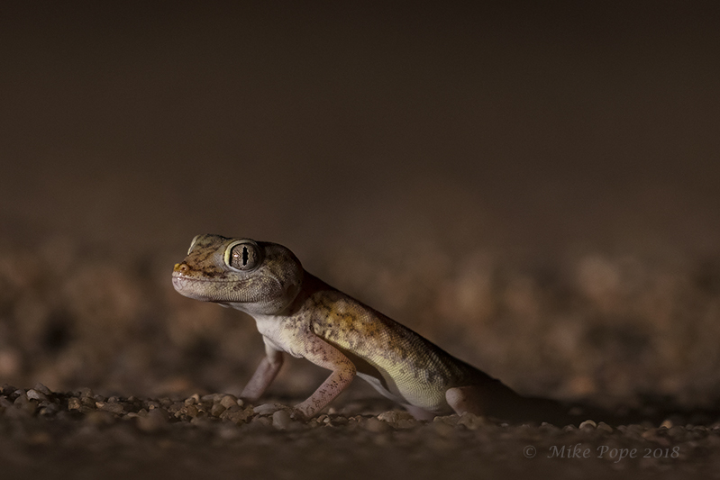 Kuwait Birding: Creatures of the night
