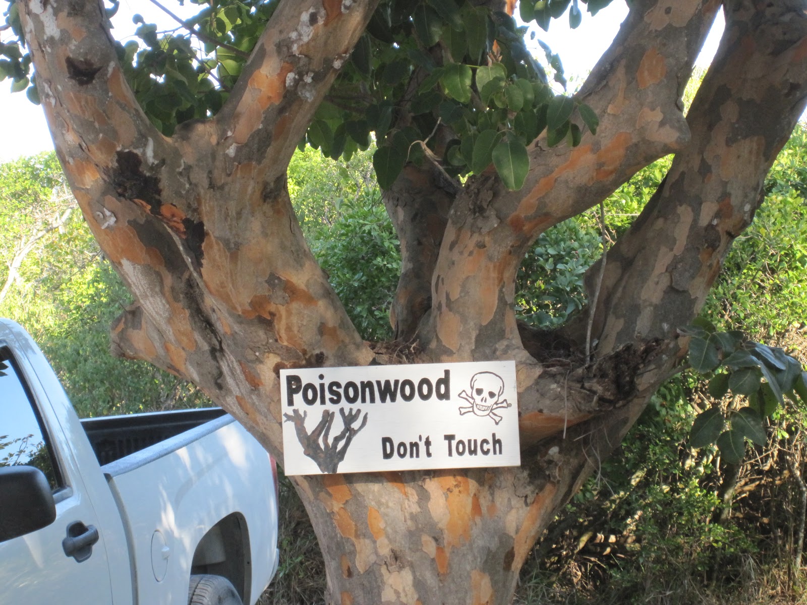 Reviresco - To Grow Young Again: Guana Cay