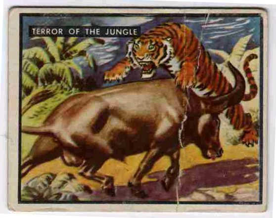 Paintings and artifacts of animals. - Animal fight club