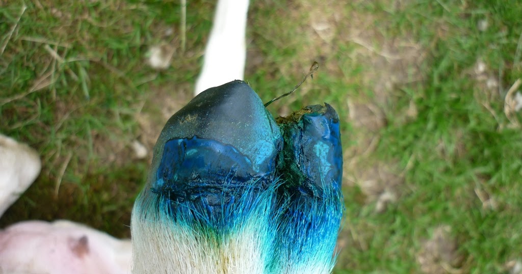 An English Homestead: Lameness In Sheep - CODD