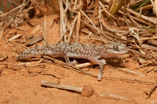Upfront in the Outback: 9/4/11-17/4/11: Bowra Trip Part 2- Rigor & Reptiles