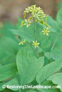 Restoring The Landscape With Native Plants: Native Plant of the Week ...