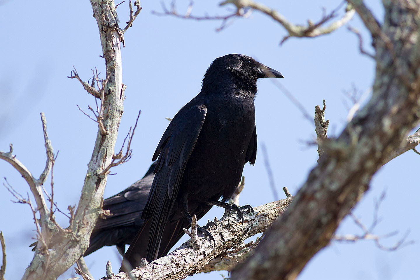 Ann Brokelman Photography: Fish Crow - the sound is really different ...
