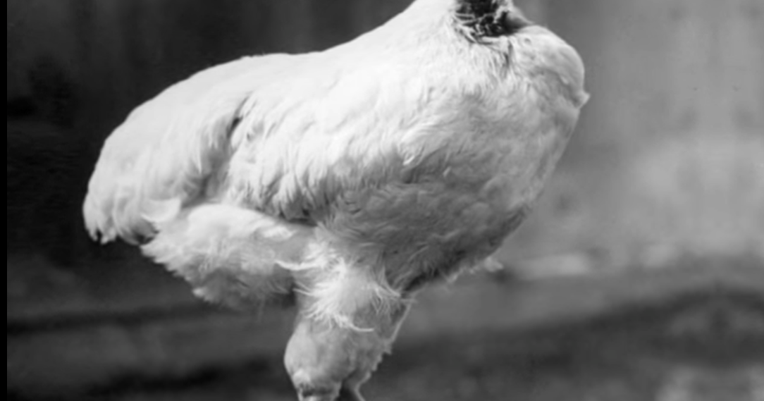 The chicken that lived for 18 months without head - Study for knowledge