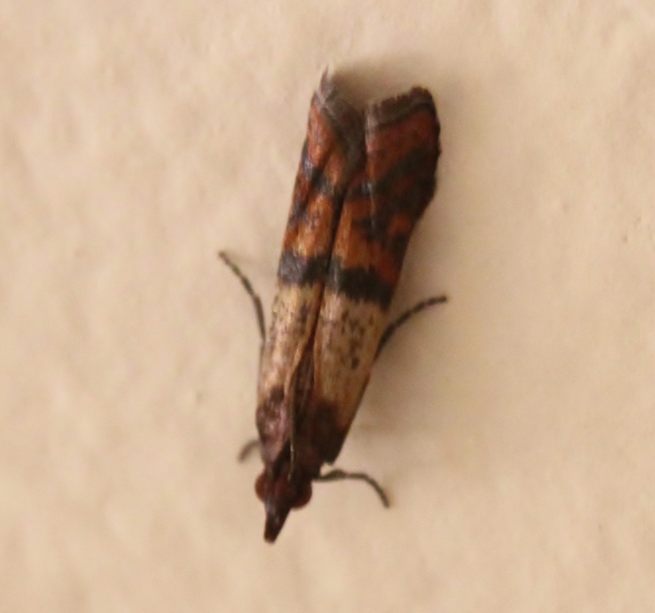 TravelMarx: Indian Meal Moth – Plodia interpunctella