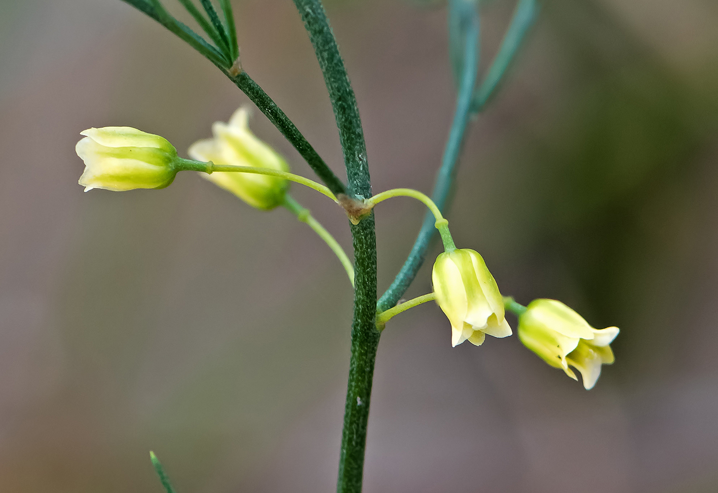 Flores y Paisajes de Asturias : Asparagus officinalis