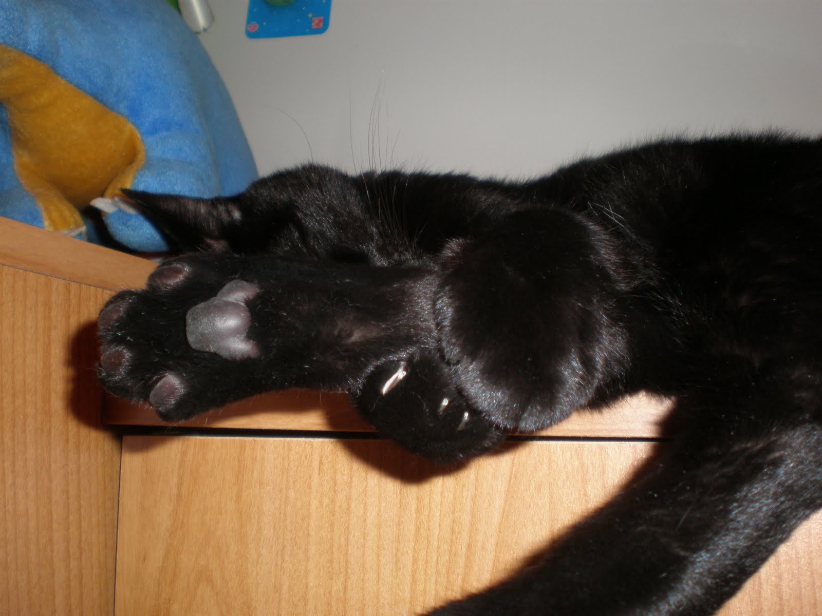 Kitty feet!! - Milliecat.com