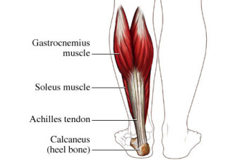 gastrocnemius (muscle)