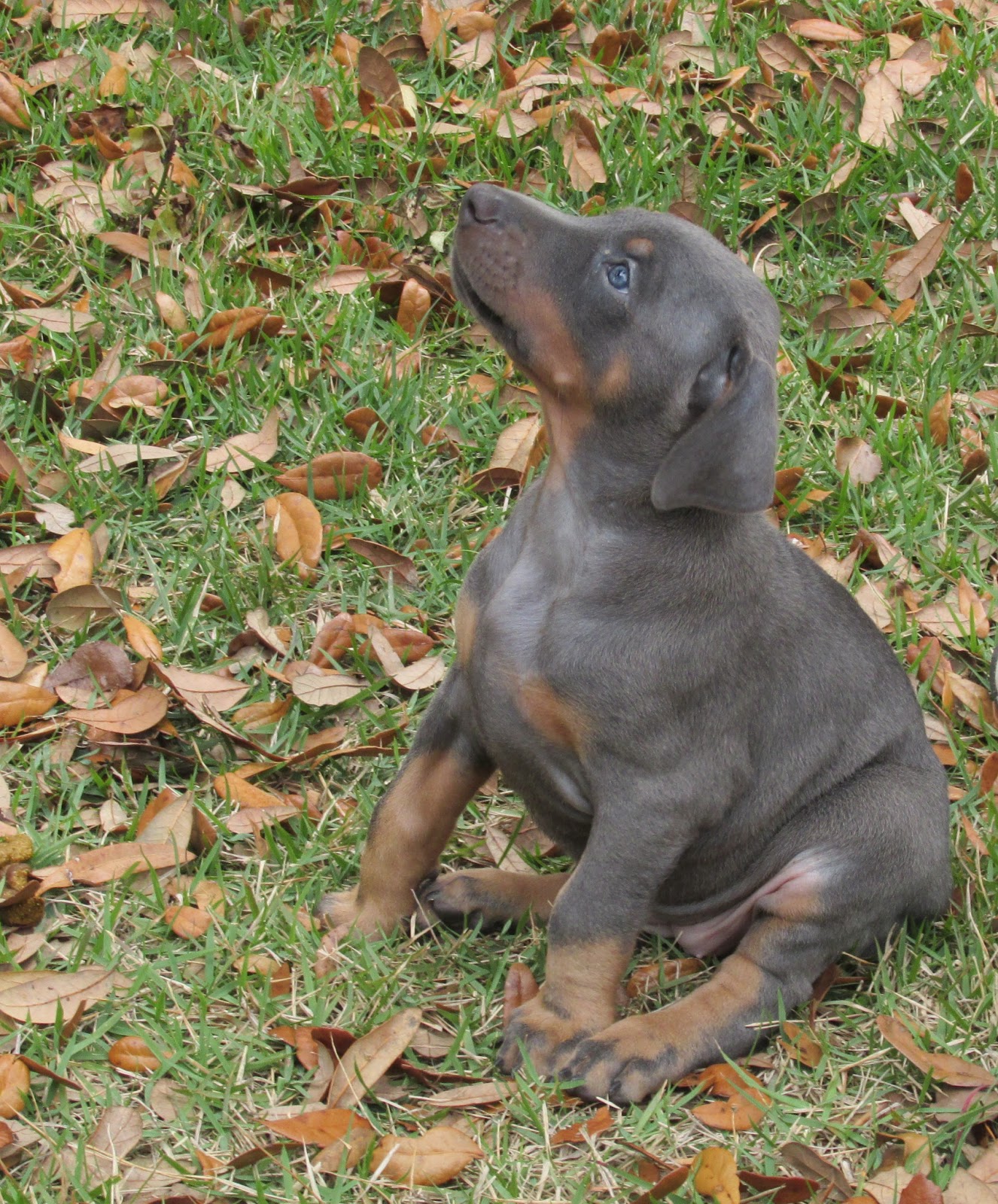 Abby's AKC Doberman Puppies: 2/23/13