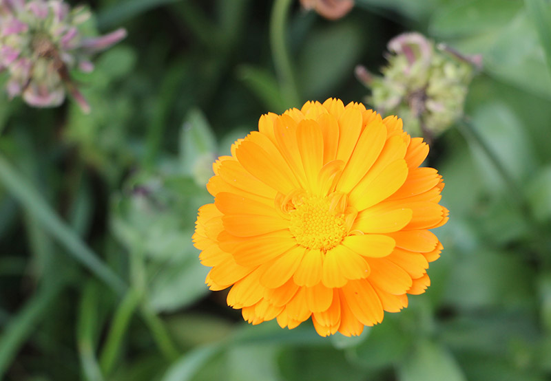 Měsíček lékařský pro usměvavé tváře | Vysněná zahrada