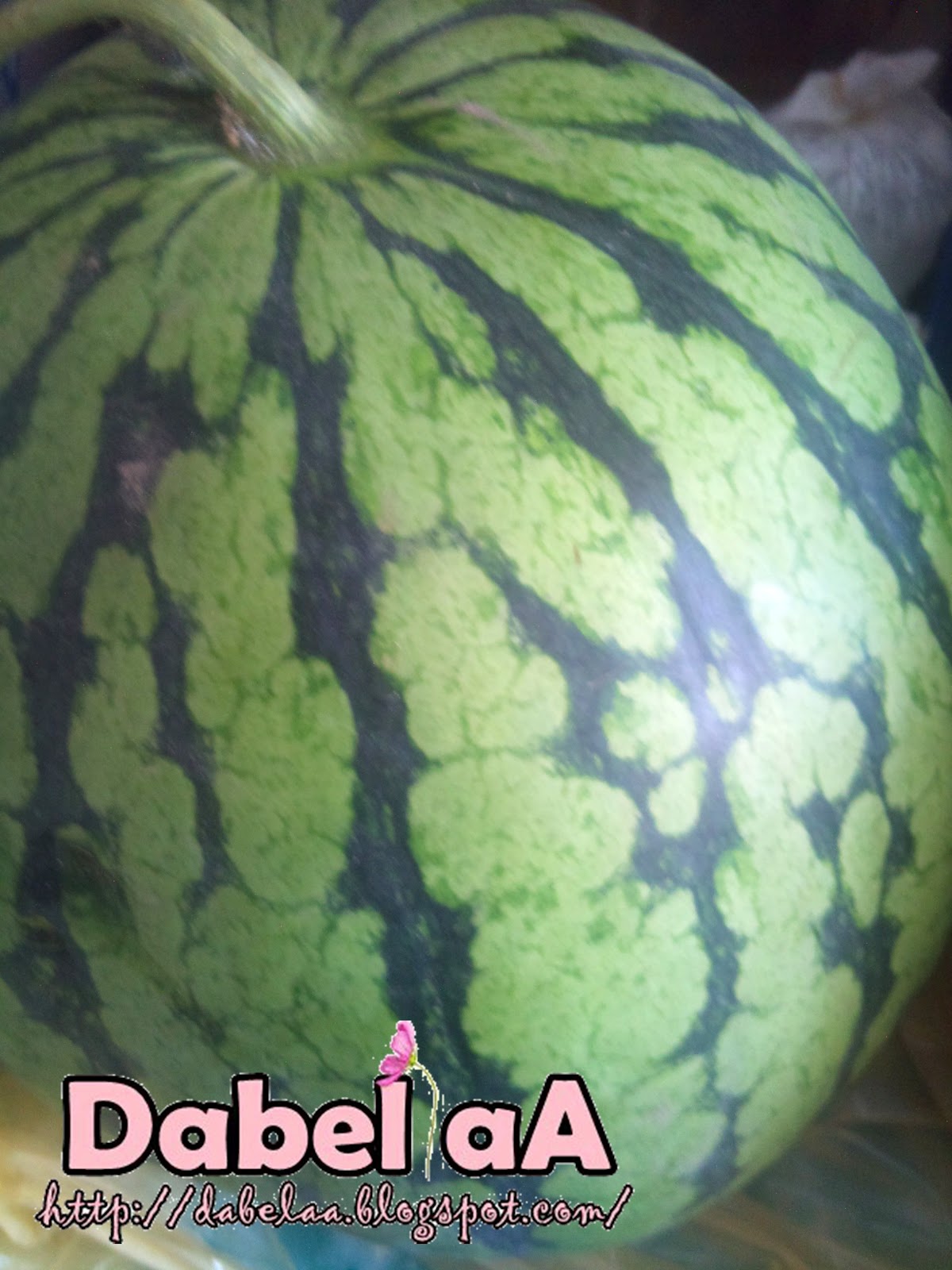 perbezaan tembikai merah dan kuning - Charles Welch