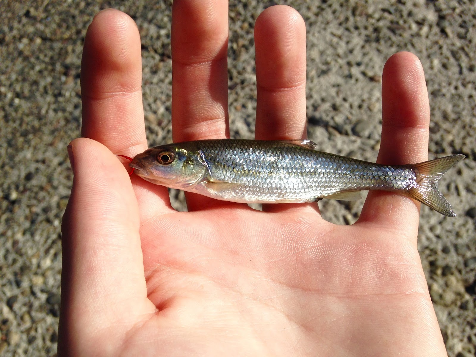 Bass on the Golf Course: In Search of Fallfish and Stripers