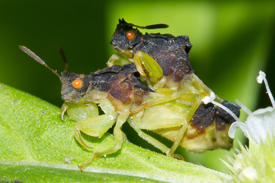 The Ohio Nature Blog: Mating Ambush Bugs