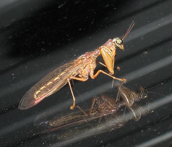 Esperance Fauna: Mantid Lacewing – Mantispidae sp.