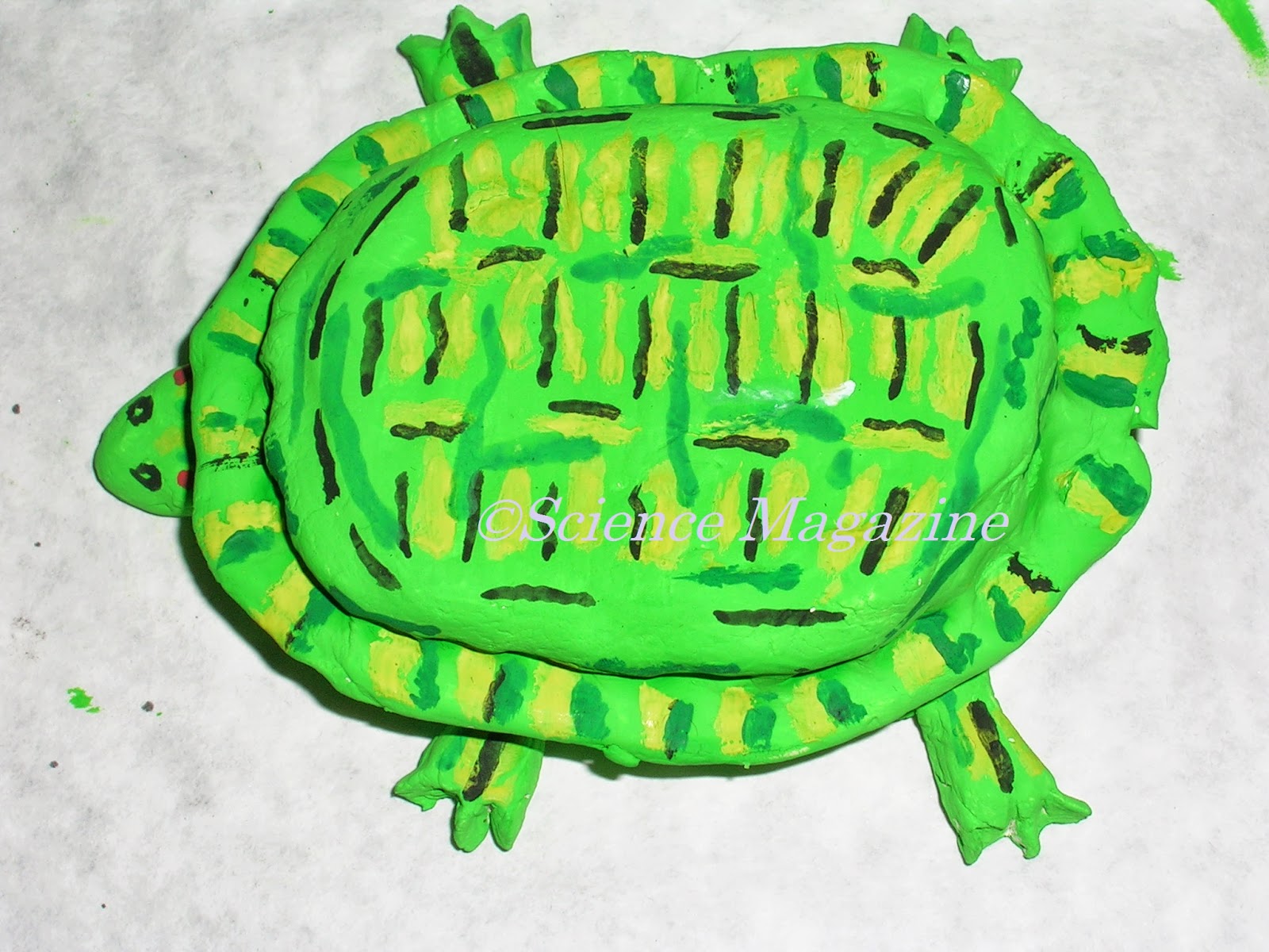Science Magazine: SCIENCE FAIR PROJECT - TURTLES - By Amaya Valdés