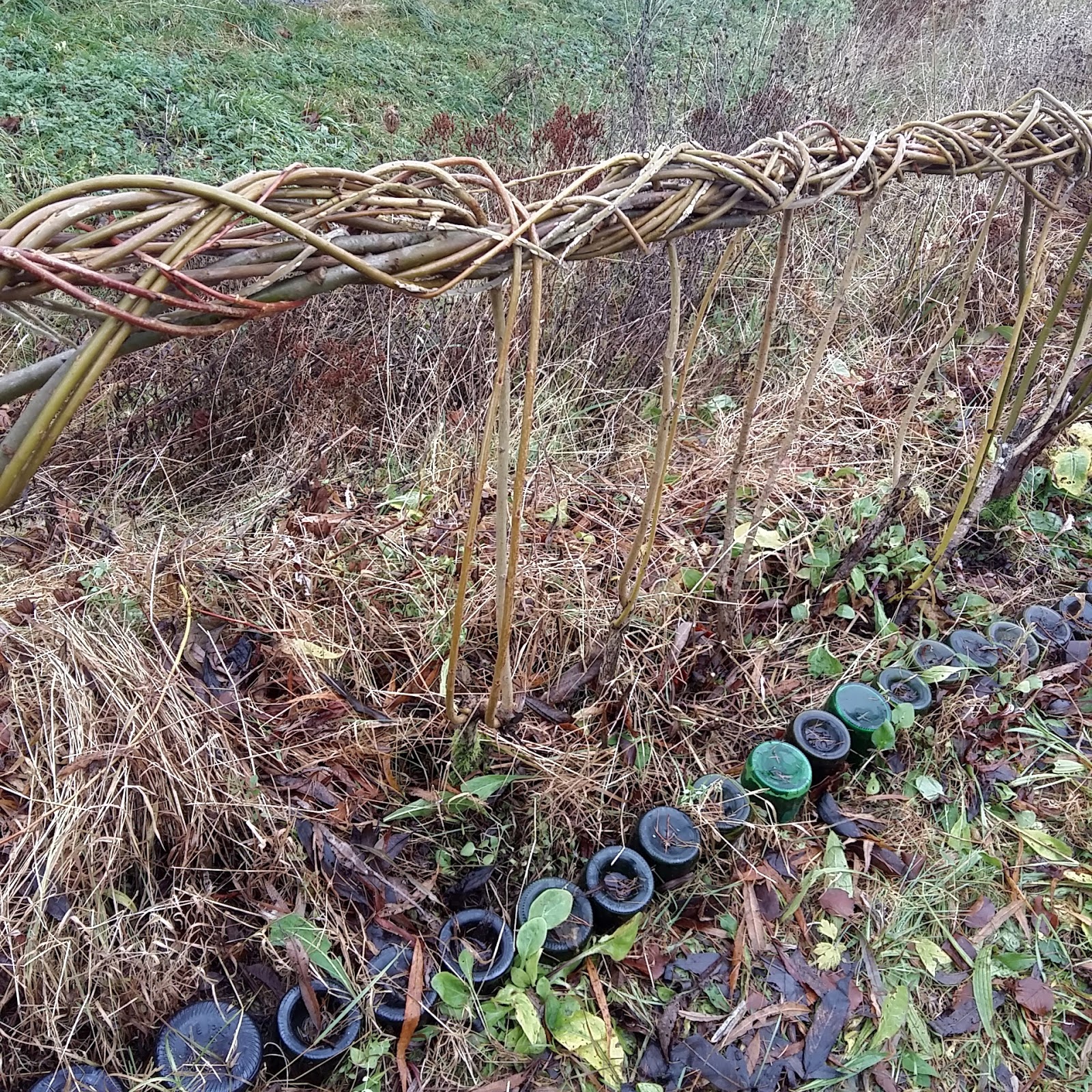 Weaving the Willow Fence