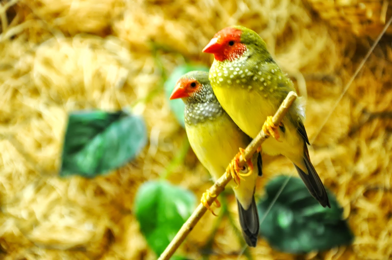 Incredible Pictures: Love Birds (High Resolution)