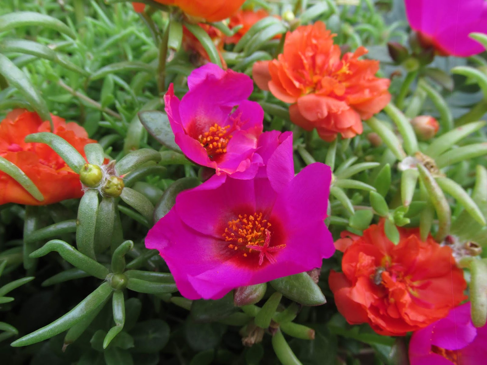 See the Beauty in the Ordinary: End-of-June Flower Garden