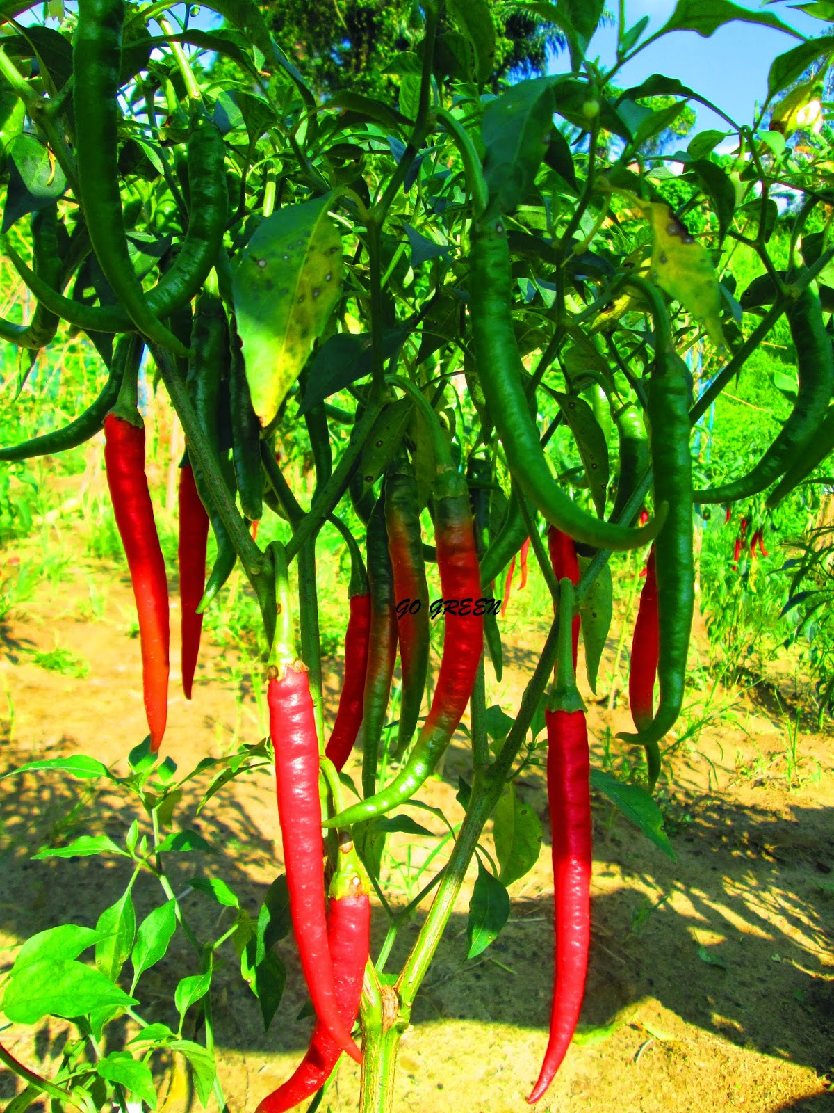 gogreendiscovery: CHILLI seeds for sale
