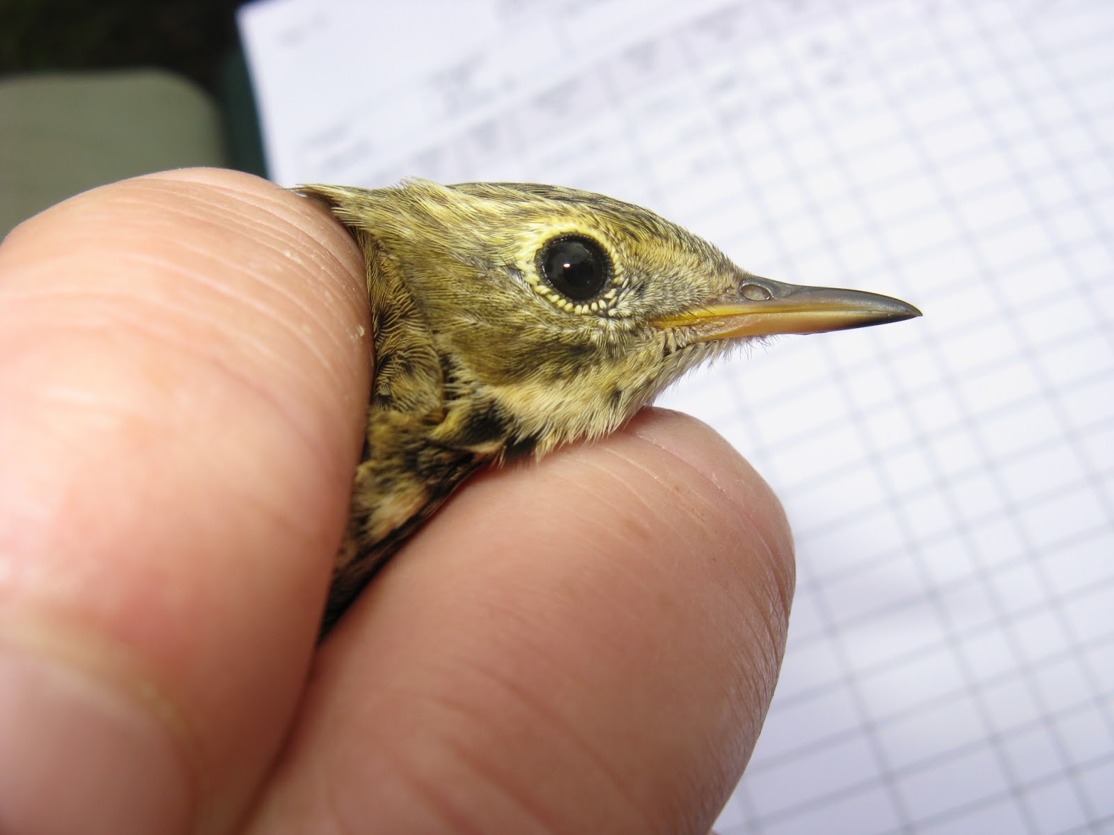 The Cardiff Bird Ringers: September 2013